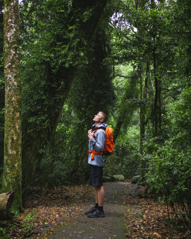 Ultimate Guide to the Gold Coast Hinterland Queensland Australia
